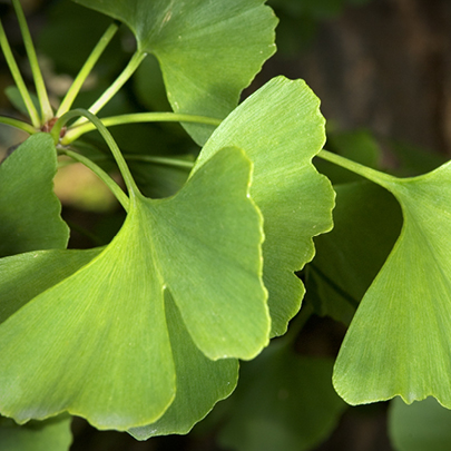 Benefits of Ginkgo Supplements | Nutra-Life New Zealand