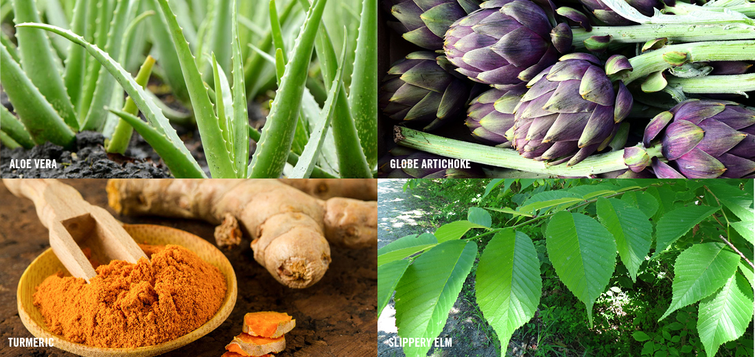Herbs & Nutrients that Support Digestive Health | Looking After Gut Health